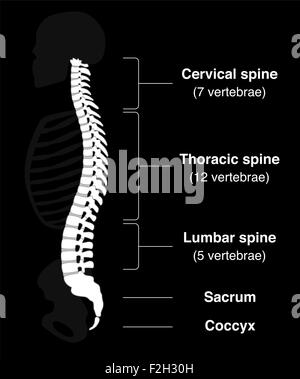 Vertebral column with names and numbers of the vertebras - lateral view ...