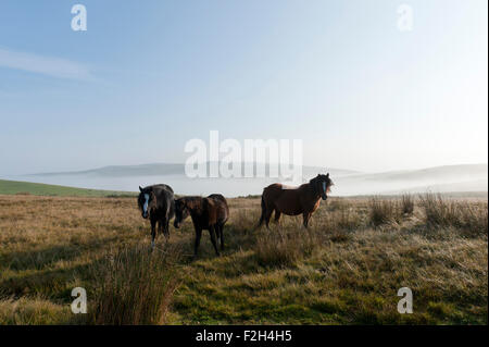 Mynydd Epynt, Powys, UK. 19th September, 2015. A Welsh Pony is seen ...