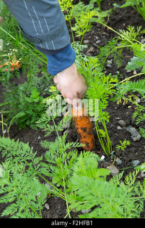 Pulling a carrot out of the ground at the allotment Stock Photo - Alamy