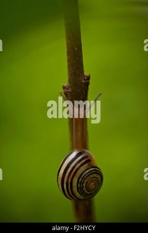 Snail climbing in lilac bush stretching out to limb above Stock Photo ...