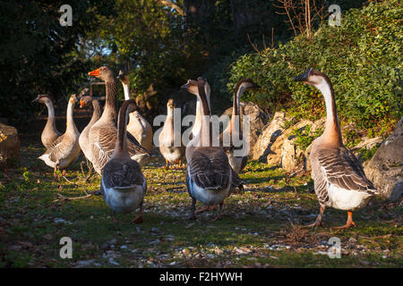 View of many goose in the countryside Stock Photo - Alamy
