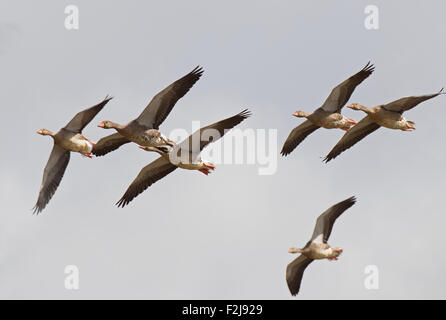 Greylag Geese in flight Stock Photo - Alamy