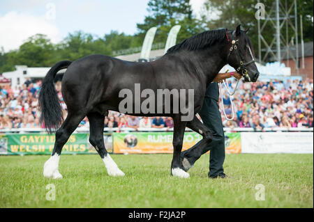 Welsh Ponies, Stallions, Welsh Pony in Cob Type, Section C, Welsh Cob ...