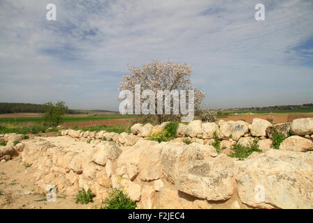Israel, Tel Batash in the Shephelah, site of the Biblical city Timnah ...
