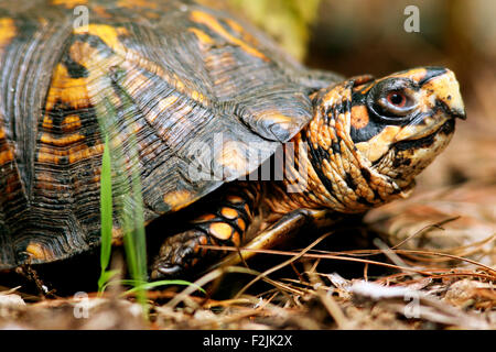 Eastern Box Turtle - Brevard, North Carolina USA Stock Photo - Alamy