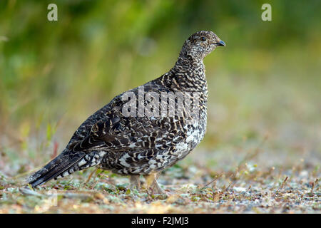 Dusky grouse (blue grouse) (Dendragapus obscurus) hen, Glacier National ...