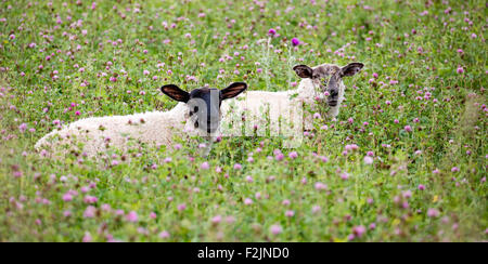 Sheep resting in clover in a Wiltshire field UK Stock Photo - Alamy