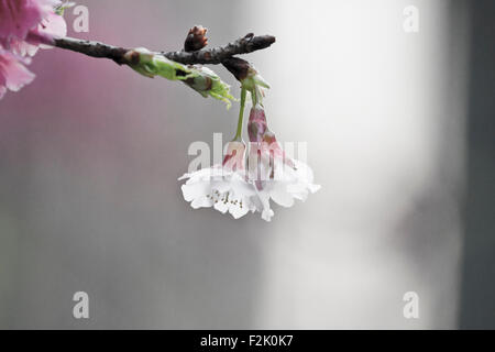 beautiful background of pink cerry blossoms Stock Photo - Alamy