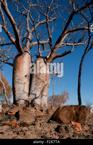 Boab Tree on Gibb River Road, Kimberley, Western Australia Stock Photo ...