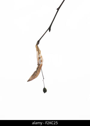 Autumn dry leaf on a plain yellow background Stock Photo - Alamy