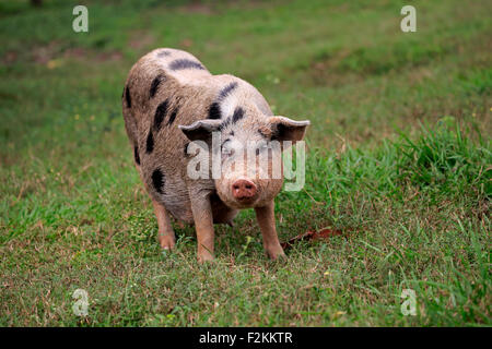 Pig, adult female Pantanal, Mato Grosso, Brazil, South America Stock ...