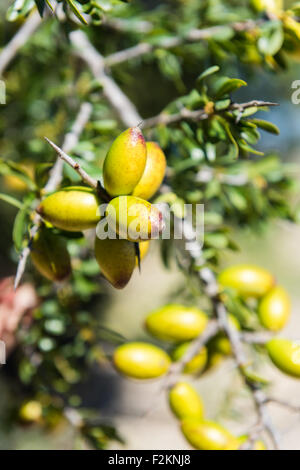 Branch of argan tree full of fresh and green fruits. Argan fruits are ...