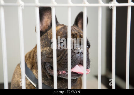 French bull dog behind the bars in cage Stock Photo - Alamy