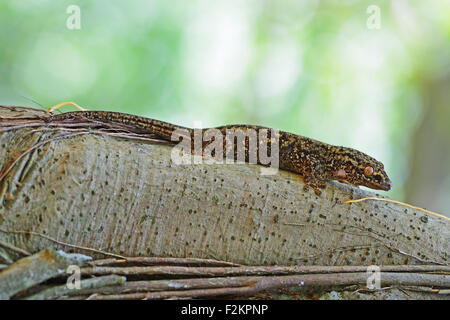 Seychelles bronze gecko (Ailuronyx seychellensis), on bark, side view ...