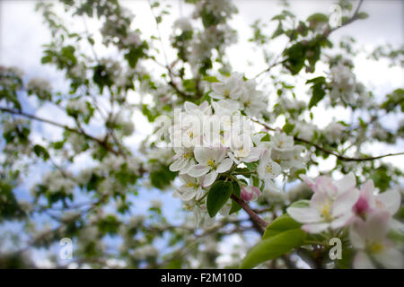 Apple tree flower Stock Photo - Alamy