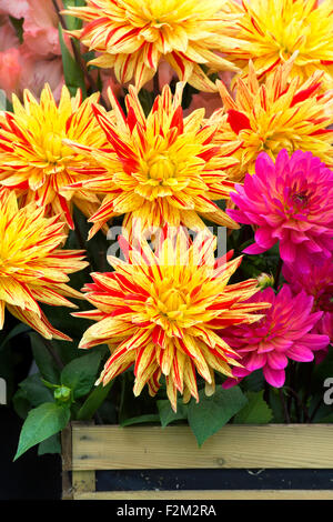 Dahlia 'Striped vulcan' flower. Cactus Dahlia Stock Photo - Alamy