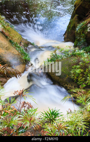 Small stream at the jungle of bako national park in malaysia borneo ...