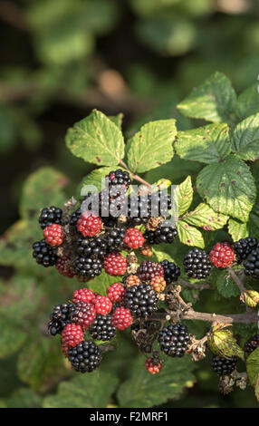 Blackberries in an English hedgerow, England, UK - in autumn Stock ...