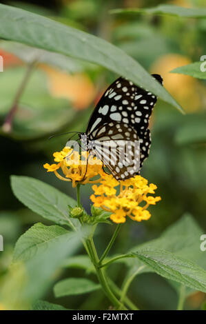 Blue Tiger Butterfly On Flower Stock Photo - Alamy