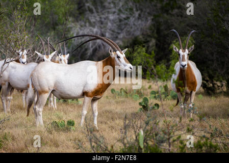 Wild Scimitar Horned Oryx Bull standing to the left. These animals are ...