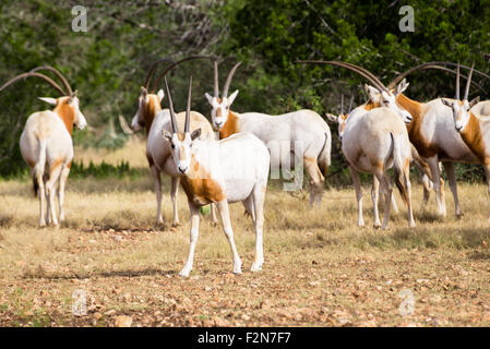 Wild Scimitar Horned Oryx calf standing to the right. These animals are ...