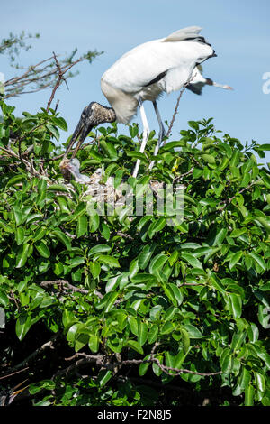 Wood Stork (Mycteria americana) Wakodahatchee Wetlands Florida USA ...