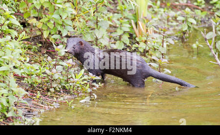 Mink near Welshpool Stock Photo - Alamy