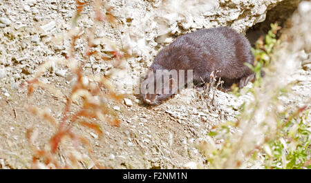 Mink near Welshpool Stock Photo - Alamy