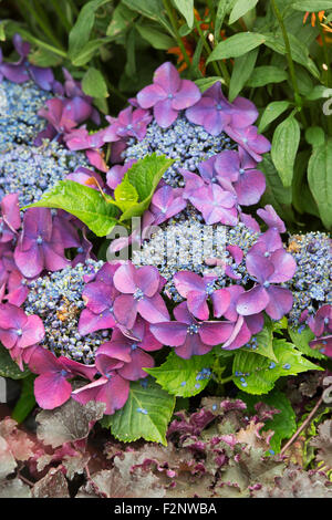 Hydrangea Macrophylla 'Kardinal violet' flowers pattern Stock Photo - Alamy
