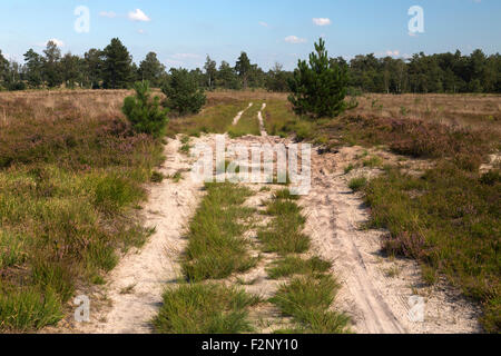 Sandy track in heathland reserve Kalmthoutse Heide, Kalmthout, Flanders ...