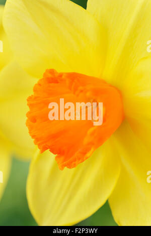 Daffodil (Narcissus) Red Devon Stock Photo - Alamy