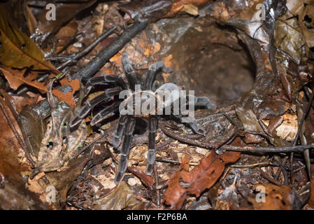 Borneo black tarantula outside its burrow on rainforest floor in Kutai ...