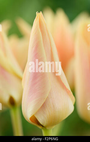 tulipa tulip fur elise greigii group 5 flowers spring bunch group ...