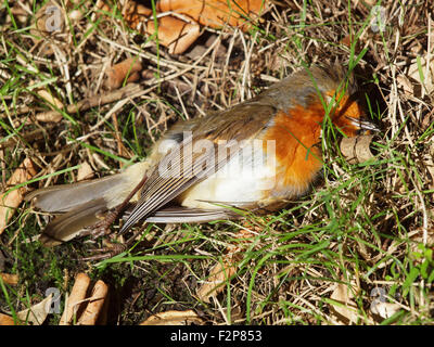 dead bird robin redbreast lying on asphalt on a street Stock Photo - Alamy