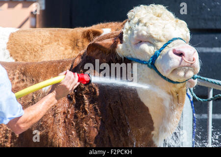 Bull cattle being washed with water hose Stock Photo - Alamy