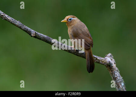 Chinese Hwamei (Garrulax canorus) or melodious laughingthrush perched ...