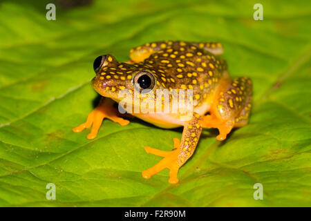 Whitebelly reed frog (Heterixalus Alboguttatus) sitting on leaf in ...