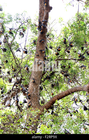 hundreds of fruit bats megabats in trees in Phnom Penh Stock Photo - Alamy