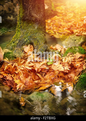 Beautiful scenery of dry autumn leaves in a forest - great for a ...