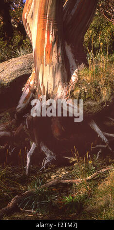 Australia: Snow gum trunk, Snowy Mountains, NSW Stock Photo - Alamy