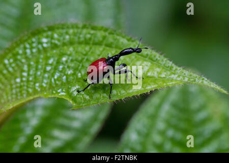 Female, Giraffe Weevil, Trachelophorus giraffa, Sahamalaotra Reserve ...