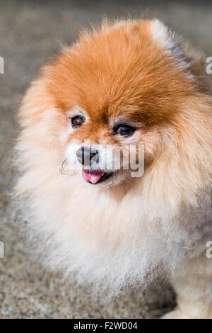 Close up shot of a cute Pomeranian dog on the street wearing a blue ...