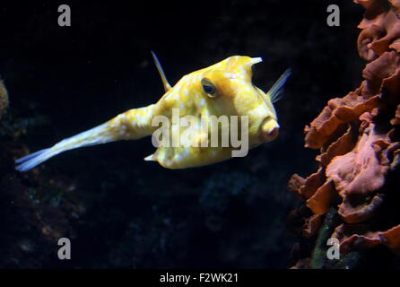 Longhorn cowfish (Lactoria cornuta), native to the Red Sea and Indian ...