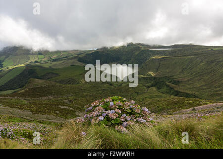 Lagoa Funda das Lajes and Lagoa Rasa behind with hydrangea macrophylla ...