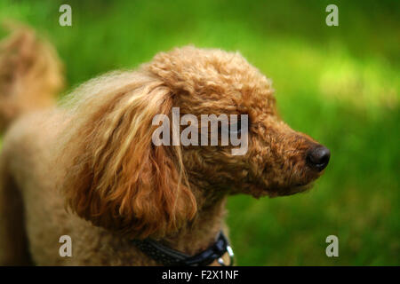Side view of adorable brown dog standing in shallow water of lake in ...