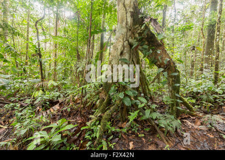 Cecropia tree in rainforest jungle, Ecuador, South America Stock Photo ...