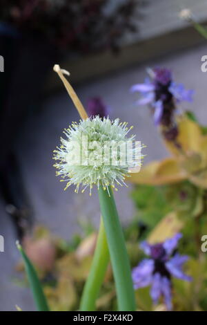 tasty and healthy onion leaf and flower on farm for harvest are cash ...