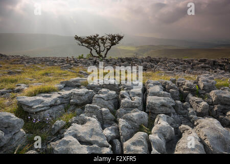 Lone Tree on the Limestone Pavements of Twistleton Scar End, Ingleton ...