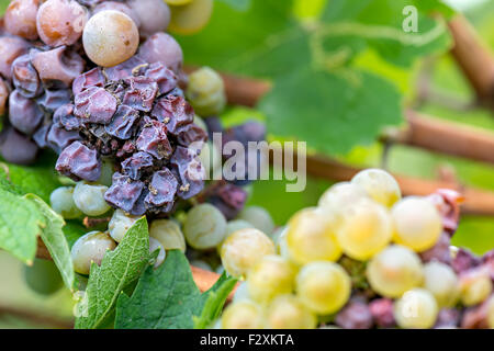 Noble rot of a wine grape, botrytised grapes Stock Photo - Alamy