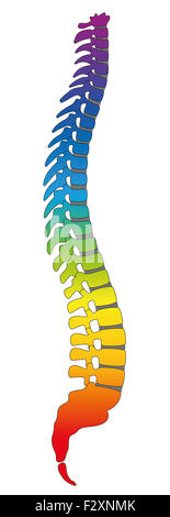 Rainbow colored backbone. Colorful spine and gray skeleton, as a symbol ...